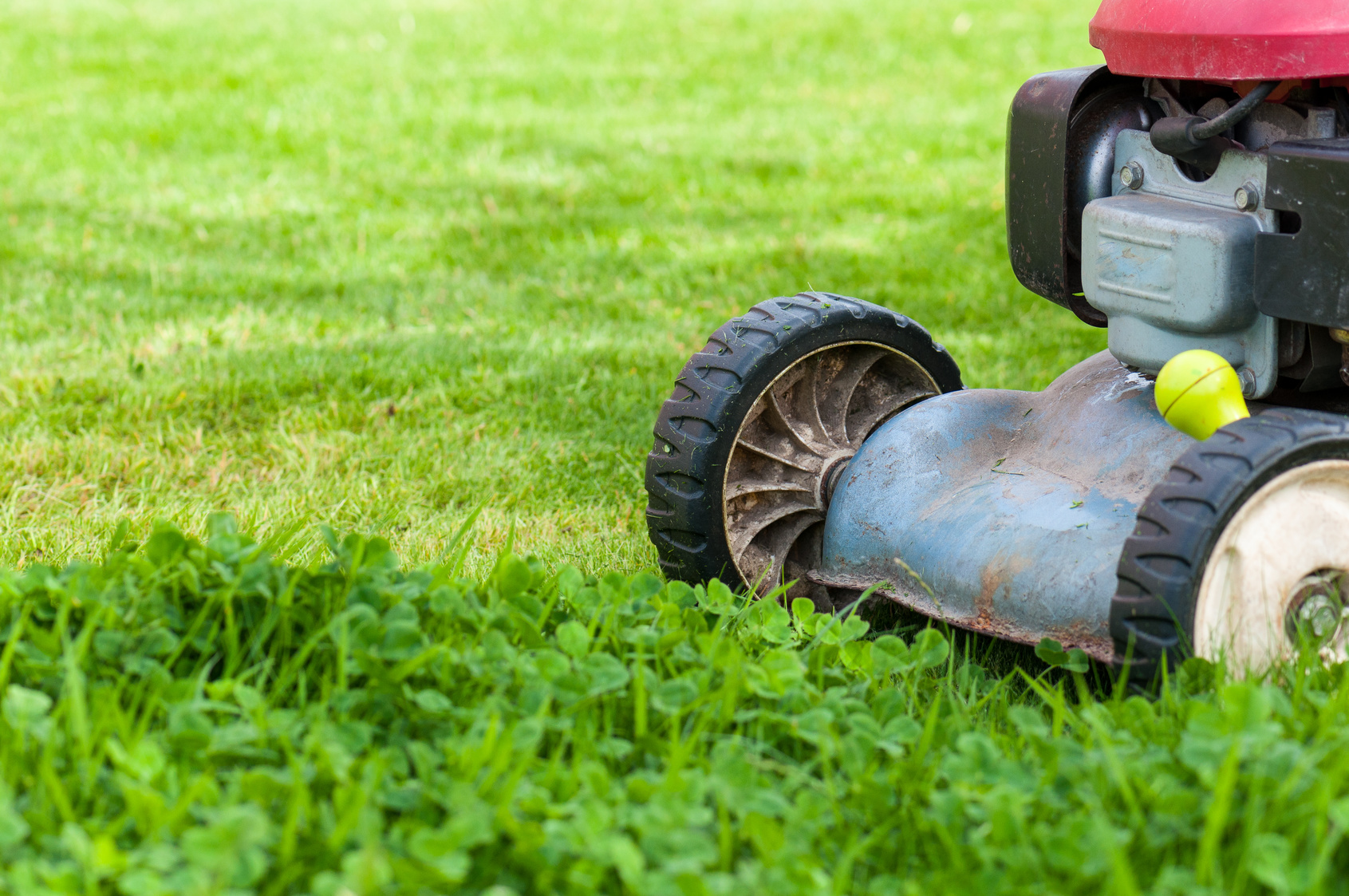 8 Things Your Lawn Care Company Probably Hides | Magnolia