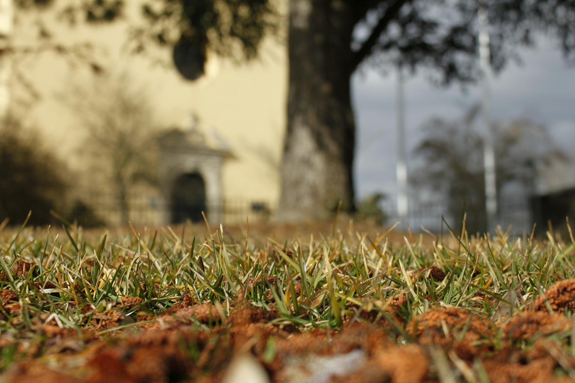 What Is Brown Patch Lawn Disease and How To Treat It - www.magnolialawn.com